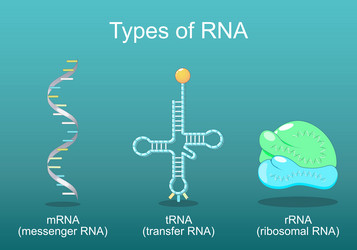 Types of rna trna mrna and rrna Royalty Free Vector Image