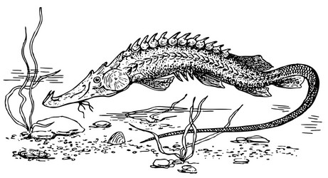 Cartoon fish old fish with glasses Royalty Free Vector Image