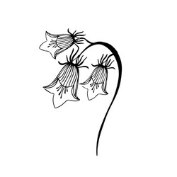 Bluebell Line Drawing Vector Images (over 120)