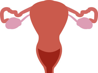 Female reproductive system Royalty Free Vector Image