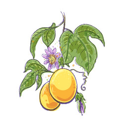 Passion Fruit Plant Drawing