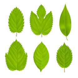 Set of colored leaves Royalty Free Vector Image