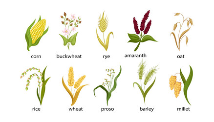 Millet drawing Vector Images & Graphics for Commercial Use | VectorStock