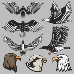 Eagle Vector Images (over 69,000)