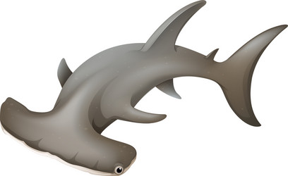 Shark Gills Vector Images (over 160)