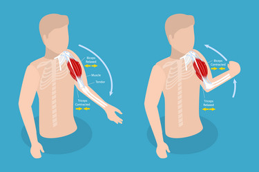 Forearm Vector Images (over 1,500)