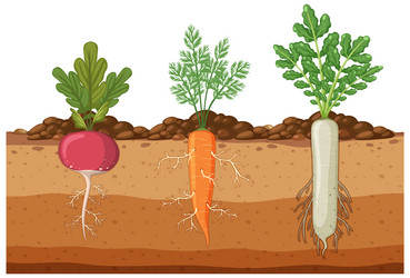 Carrot plant with root system Royalty Free Vector Image