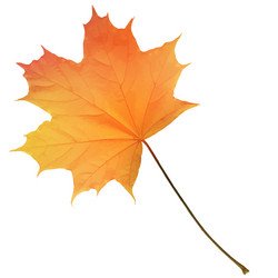 Realistic maple leaf isolated on white background Vector Image
