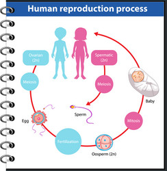 Reproduction process human infographic Royalty Free Vector