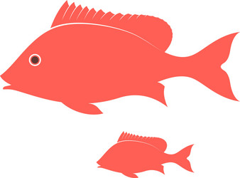 Red snapper Royalty Free Vector Image - VectorStock