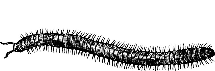 Millipede Drawing