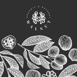 Hand drawn sketch walnut design template organic Vector Image