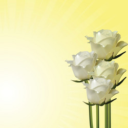 Ivory Vector Images (over 11,000)