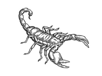 Scorpio Vector Images (over 13,000)