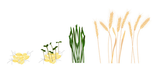 Wheat Growth Stages Vector Images (over 120)