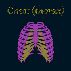 Human organ icon in flat style chest thorax Vector Image