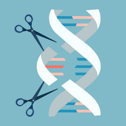 Genetic engineering human chromosome editing Vector Image