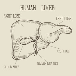 Sketch human liver digestion bile organ Royalty Free Vector