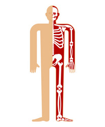 Skeleton anatomy human skeletal system cross Vector Image