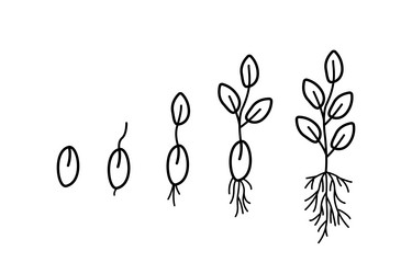 Stages of seed germination Royalty Free Vector Image