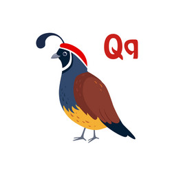 Letter q with animal quail for kids abc education Vector Image