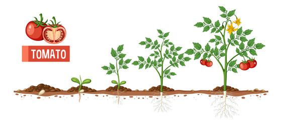 Life cycle of tomato plant diagram Royalty Free Vector Image