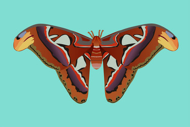Atlas Moth Vector Images (21)