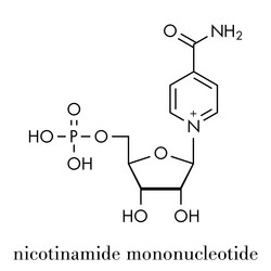 Nicotinamide riboside nr molecule precursor Vector Image