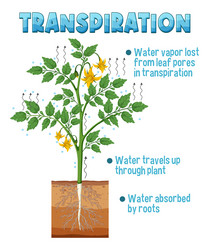 Diagram showing plant transpiration Royalty Free Vector