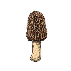Hand drawn morel mushroom Royalty Free Vector Image