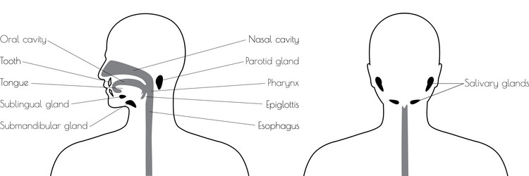 Isolated of digestive system Royalty Free Vector Image