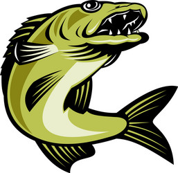 Walleye Vector Images (over 480)