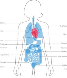 Human internal organs diagram medical science Vector Image