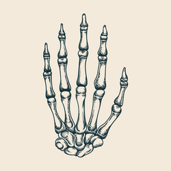 Hand bones peace finger Royalty Free Vector Image
