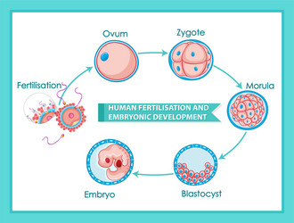 Zygote Development Blastocyst Vector Images (60)