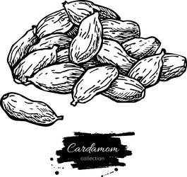 Cardamom Drawing Vector Images (over 530)
