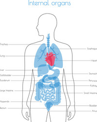 Human internal organs diagram medical science Vector Image