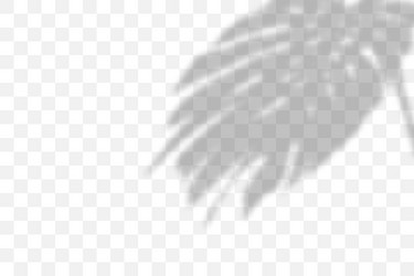 Transparent natural plant shadow light Royalty Free Vector