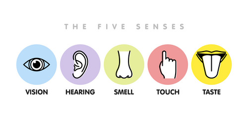Cartoon 5 senses smell taste sight touch Vector Image