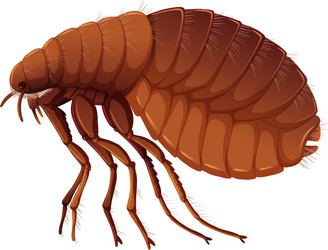 Cartoon flea isolated on white background Vector Image
