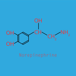 Norepinephrine noradrenaline norepi hormone Vector Image