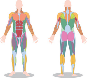 Scientific medical human body systems Royalty Free Vector