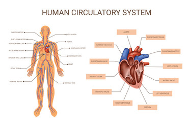 Human body organ systems infographic Royalty Free Vector