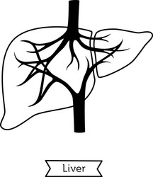 Anatomy of the human liver for coloring organ Vector Image