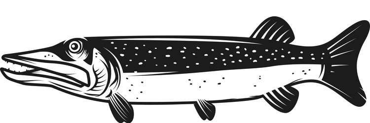 Pike fish icon isolated on white background Vector Image