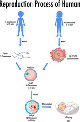 Reproduction process human infographic Royalty Free Vector