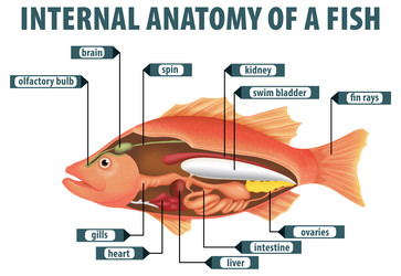 Detailed diagram of fish internal organs Vector Image