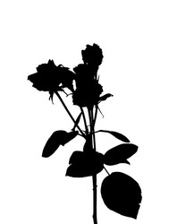Black rose cut out Royalty Free Vector Image - VectorStock