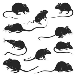 Grey Mice Vector Images (over 470)
