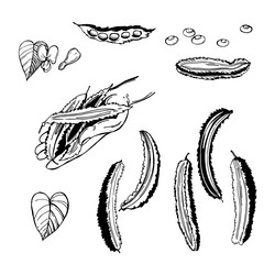 Sketch winged beans Royalty Free Vector Image - VectorStock